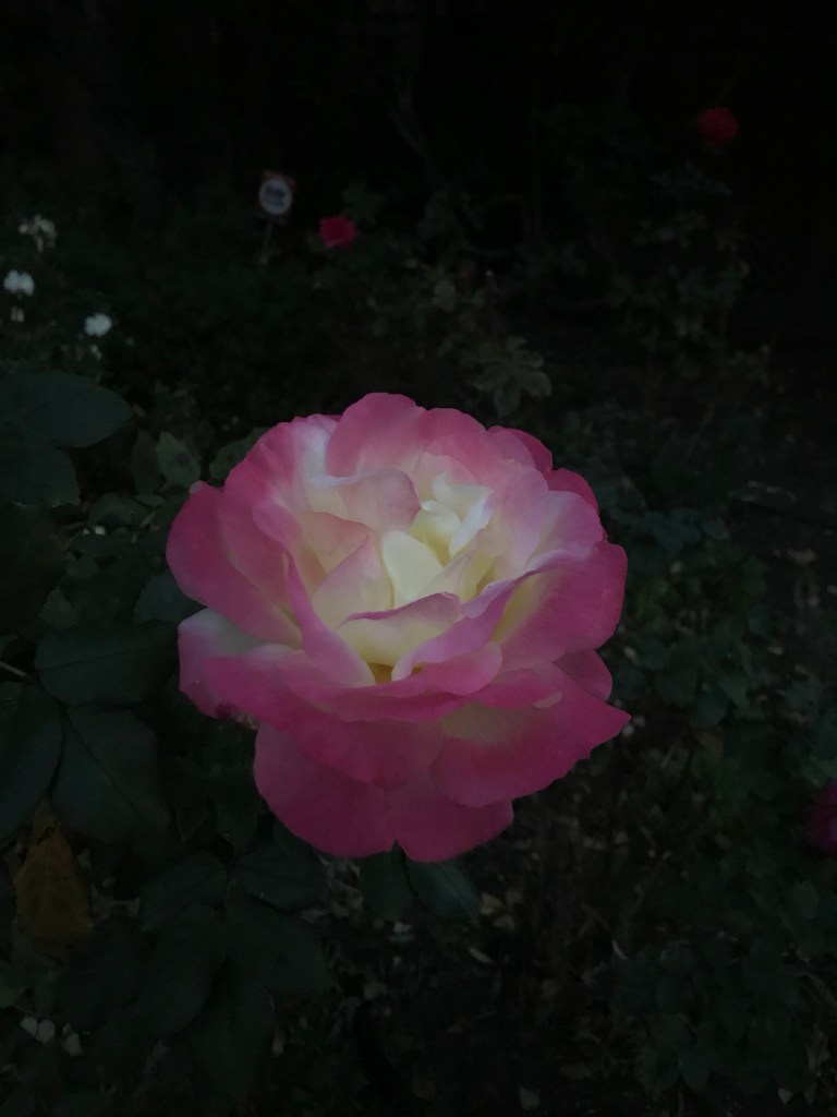 Rose before sunrise – K. K. Powell's