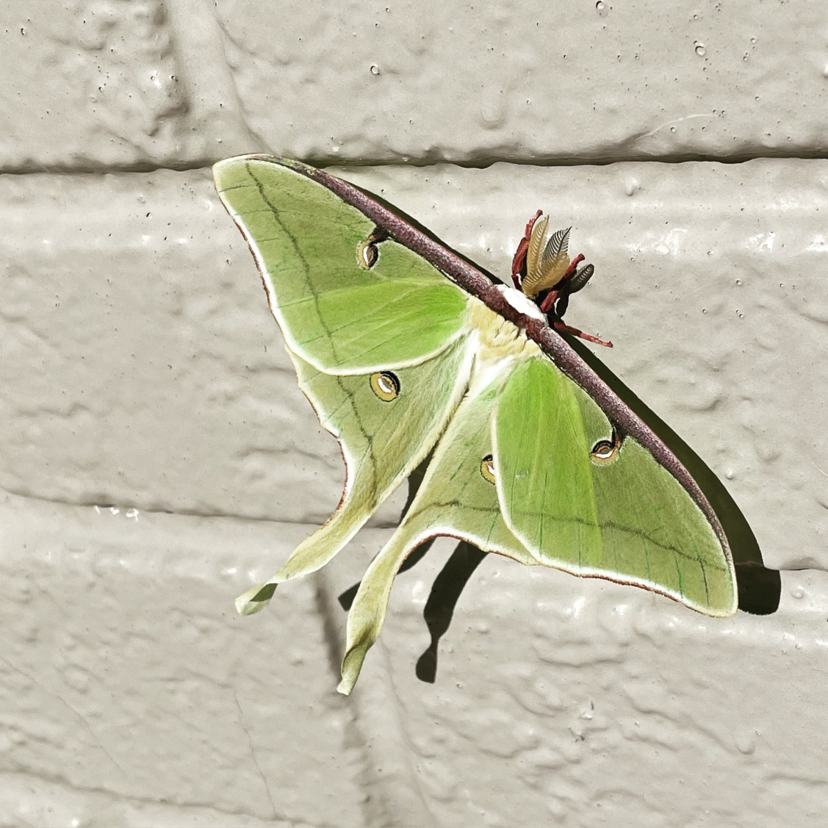 Morning thoughts with The Lunar Moth – K. K. Powell's
